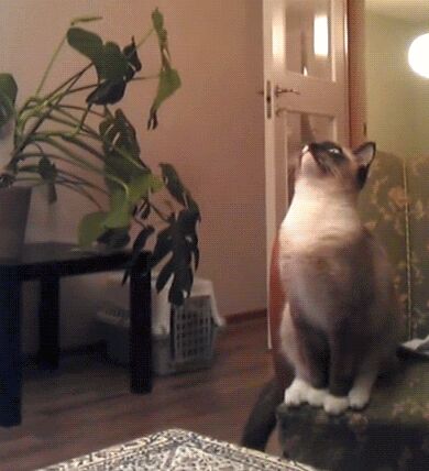 De leukste 'katten die springen'-fails