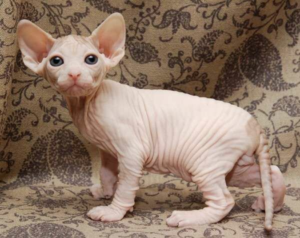 15 superschattige dieren die ook oerlelijk zijn