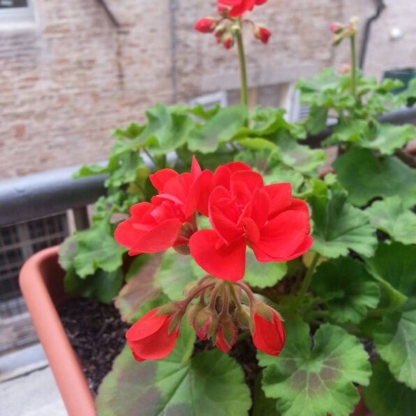Tekenen dat jij later achter de geraniums belandt