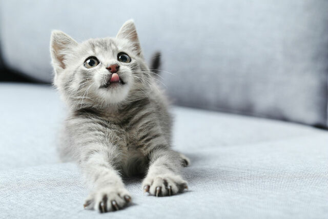 31 x Fascinerende weetjes over katten