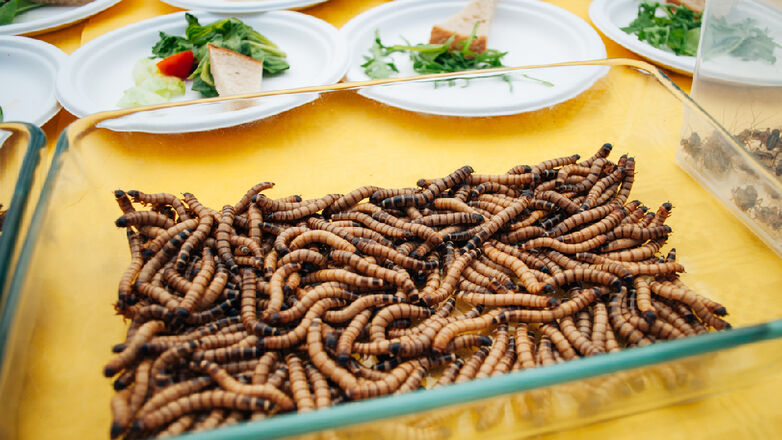Say what? Scholieren krijgen insecten te eten tijdens schooluitje